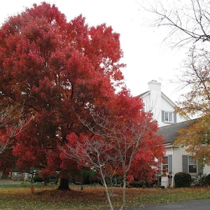 25 Scarlet CAROLINA RED MAPLE Tree Acer Rubrum Seeds - Etsy