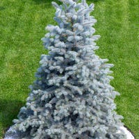 Picea Pungens 'hoopsii' - Colorado Blue Spruce - Live Plant - 10” Tall ...