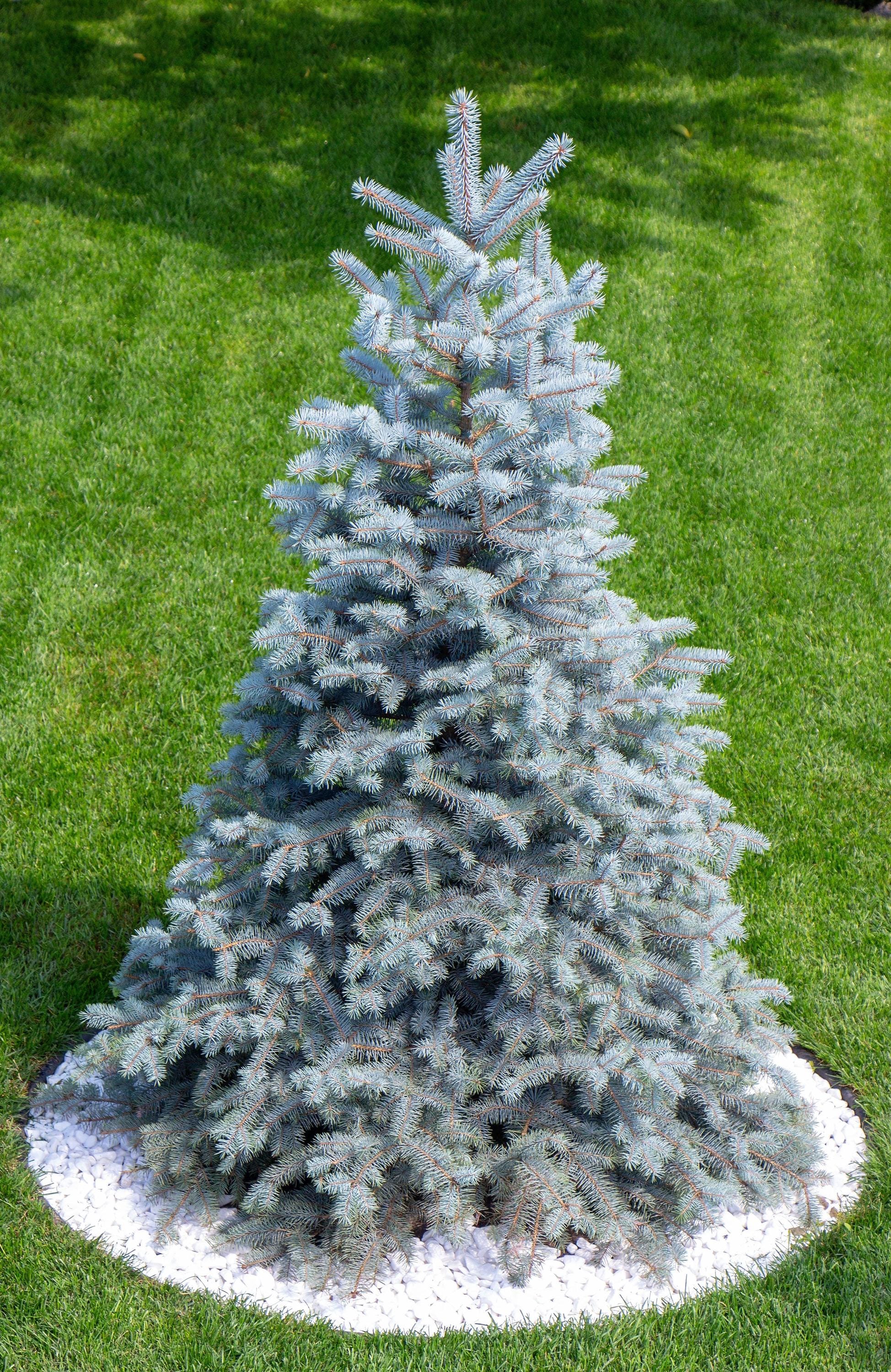 50 Colorado BLUE SPRUCE Tree Picea Pungens Glauca Christmas Tree White ...