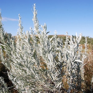100 SILVER SAGEBRUSH Artemisia Cana Dwarf Sagebrush / Silver Wormwood ...