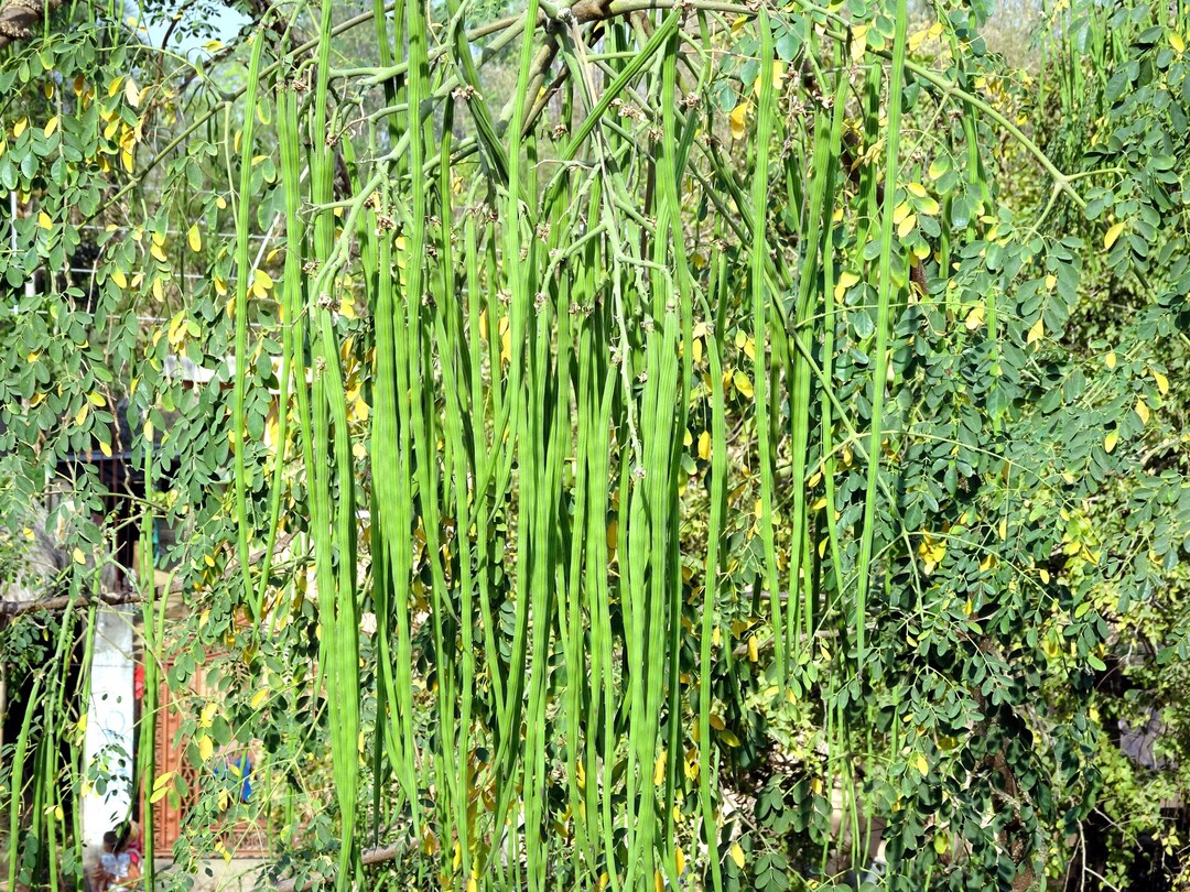 10 Flowering DRUMSTICK TREE Moringa Oleifera Seeds (miracle Tree / Ben ...