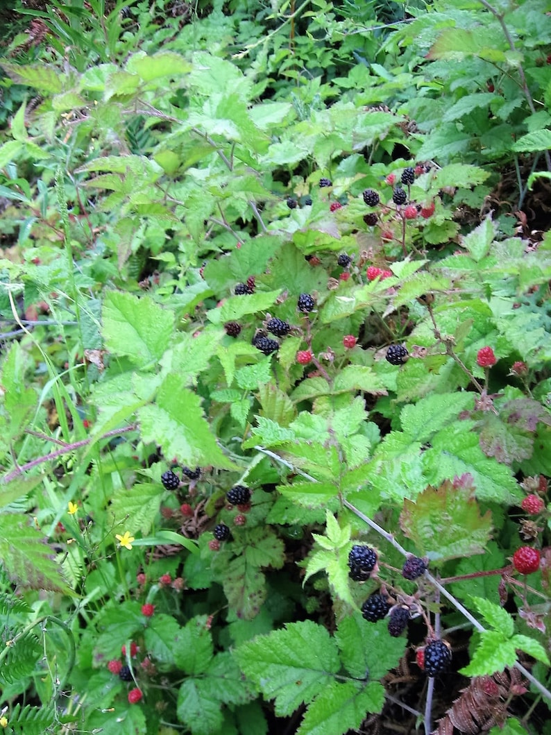25 TRAILING BLACKBERRY Pacific Rubus Ursinus Vining Shrub - Etsy