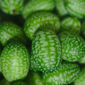 10 CUCAMELON Melothria Scabra Mouse Melon Mexican Gherkin Mini ...