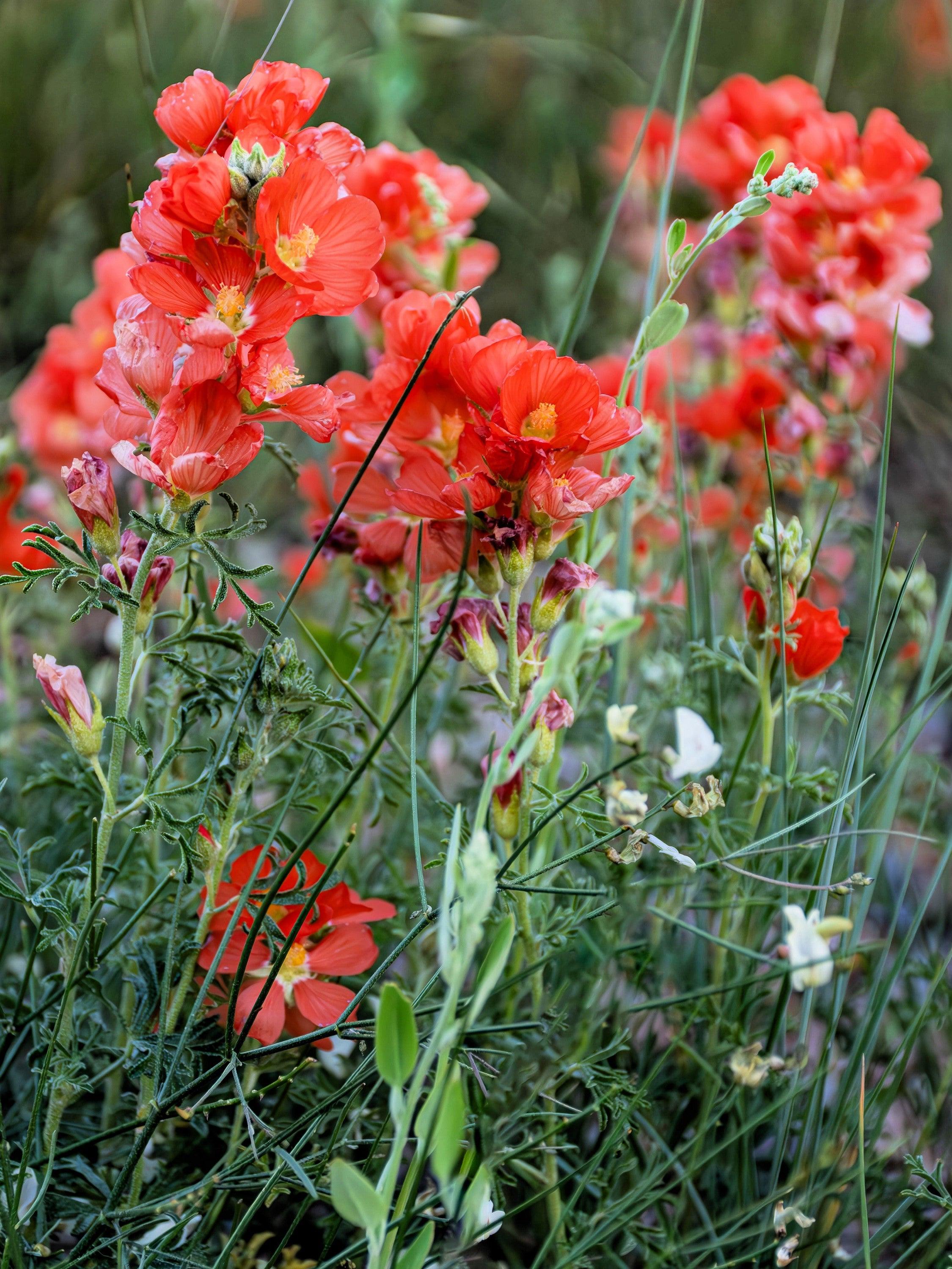 20 SCARLET GLOBEMALLOW Sphaeralcea Coccinea Cowboy's Delight Native Red ...