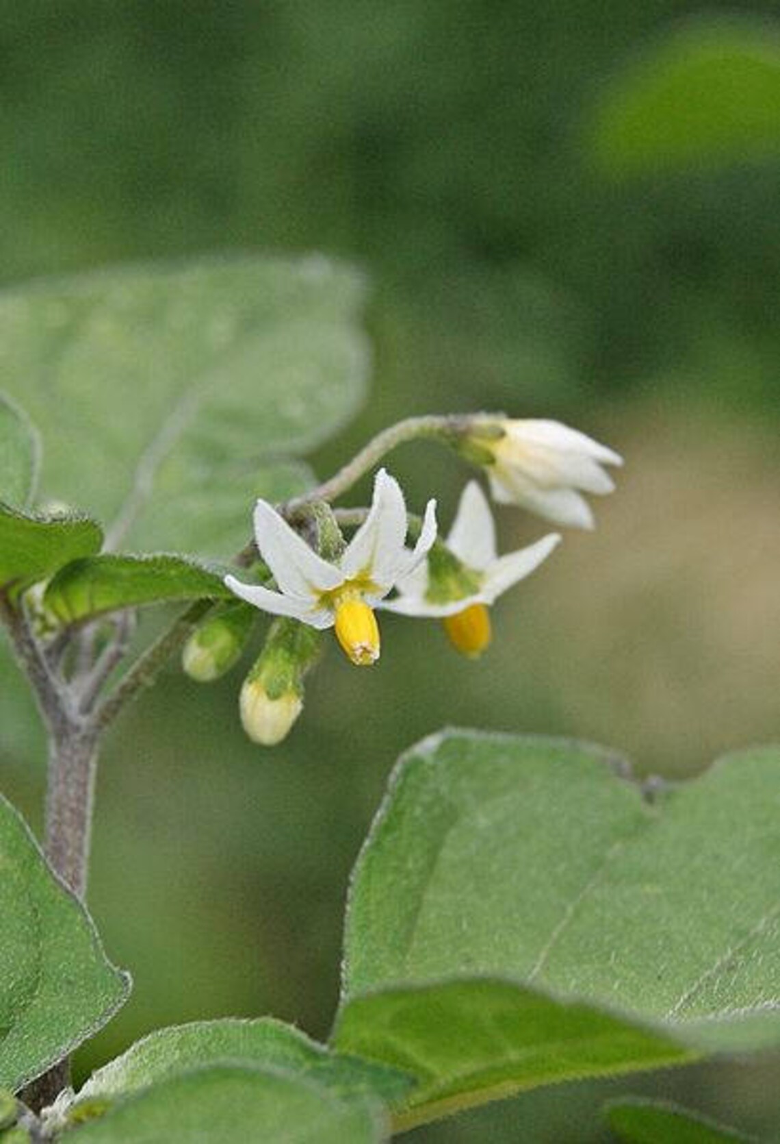 100 WONDERBERRY aka Sunberry Solanum Burbankii Fruit Berry | Etsy