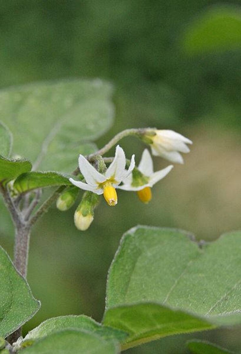 100 WONDERBERRY Aka Sunberry Solanum Burbankii Fruit Berry | Etsy