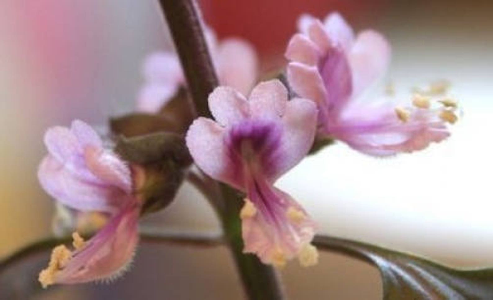 500 ANISE PERSIAN BASIL Ocimum Basilicum Herb Flower Seeds - Etsy