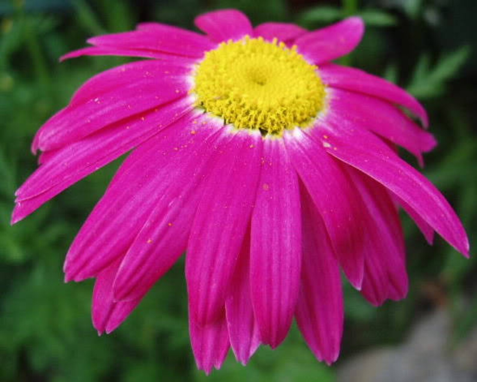 100 Mixed Colors ROBINSONS PAINTED DAISY Chrysanthemum Pink - Etsy