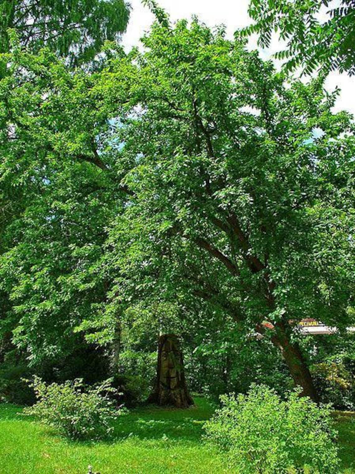 10 HEDGE APPLE Osage Orange Horse Apple Monkey Ball Maclura Pomifera ...