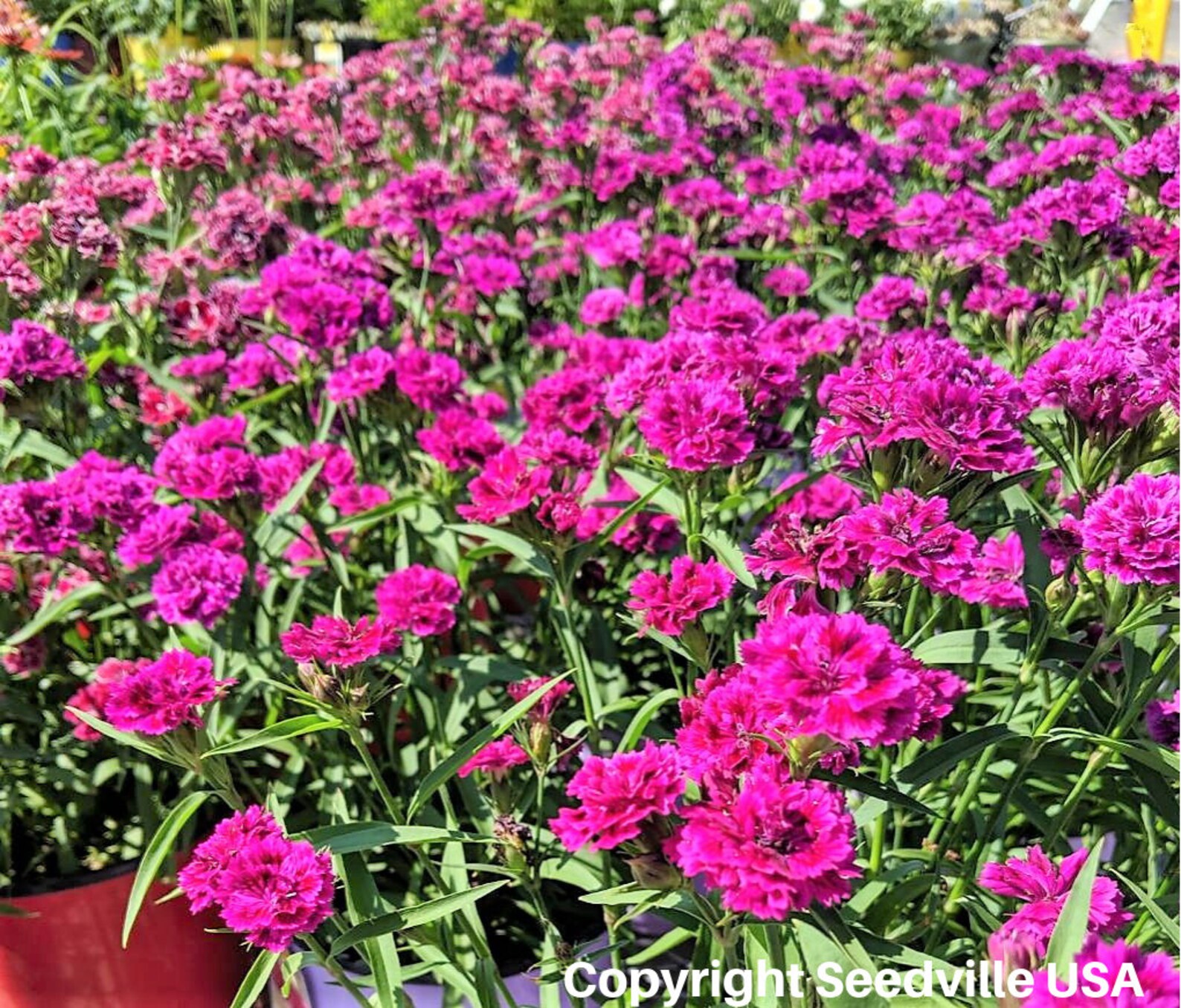 50 MAGENTA CARNATION Dianthus Caryophyllus Chabaud Flower - Etsy