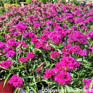 50 MAGENTA CARNATION Dianthus Caryophyllus Chabaud Flower Seeds comb S ...