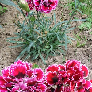 50 PICOTEE MIX CARNATION Dianthus Caryophyllus Double Bicolor Striped ...