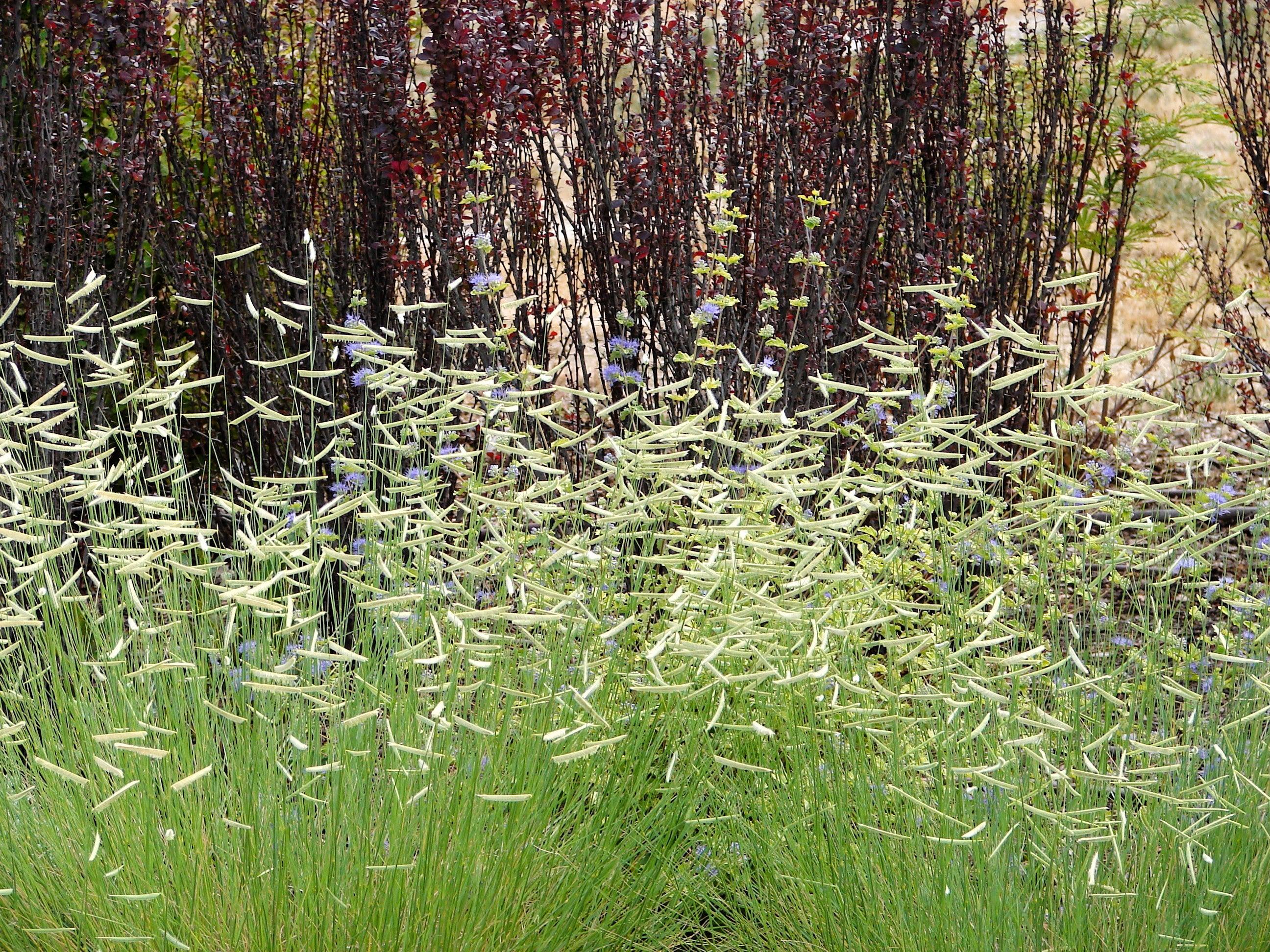 1000 BLUE GRAMA GRASS Gramma Bouteloua Gracilis Flower Mosquito Grass ...