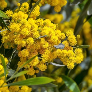 10 GOLDEN MIMOSA Acacia Baileyana Yellow Wattle Tree Flower Seeds comb ...