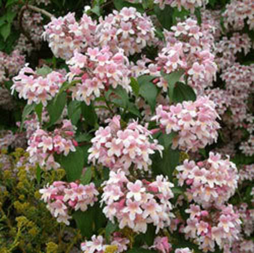 10 BEAUTY BUSH SHRUB Beautybush Kolkwitzia Amabilis Pink & - Etsy