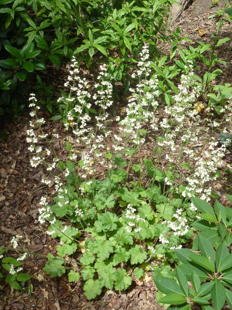 1200 Prairie Alumroot CORAL BELLS / HEUCHERA Richardsonii - Etsy