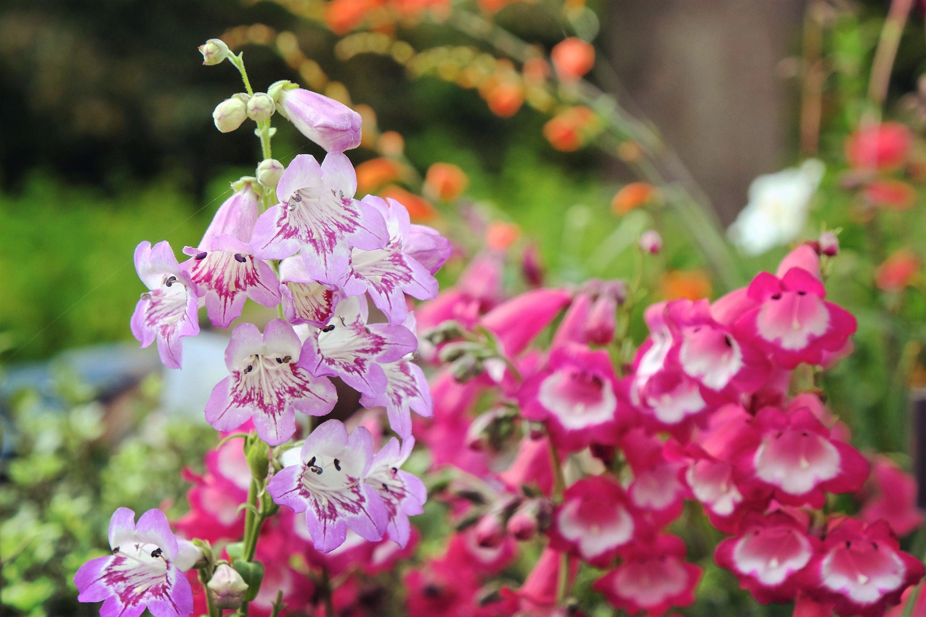 100 SENSATION MIX PENSTEMON Hartwegii Beardtongue Mixed Colors Two Tone ...