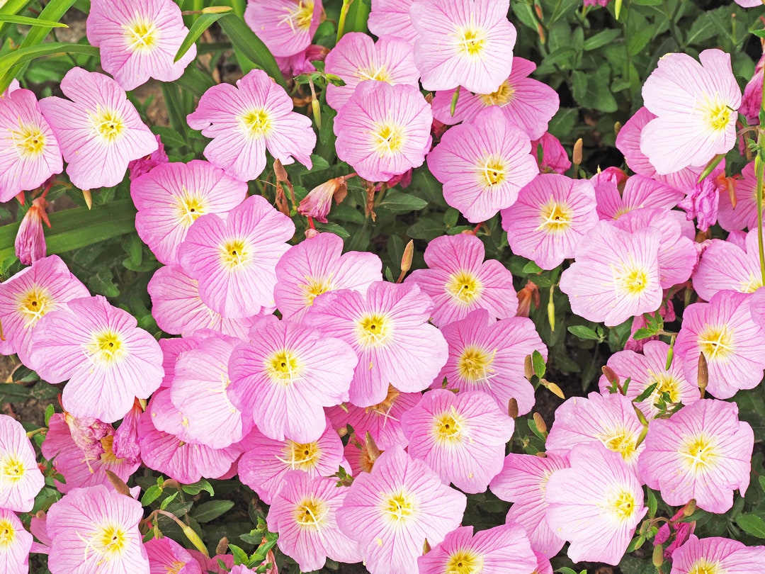 1000 Showy PINK EVENING PRIMROSE pink Ladies / Mexican Evening ...