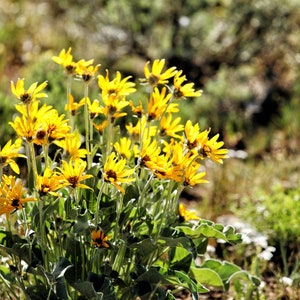 50 ARROWLEAF BALSAMROOT Oregon Sunflower Balsamorhiza Sagittata Native ...