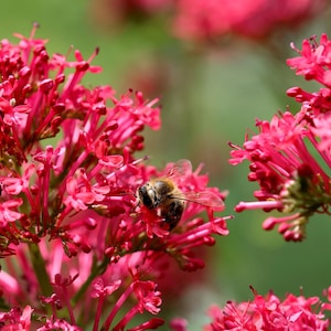 50 RED JUPITER'S BEARD Valerian Keys of Heaven Centranthus Ruber Flower ...
