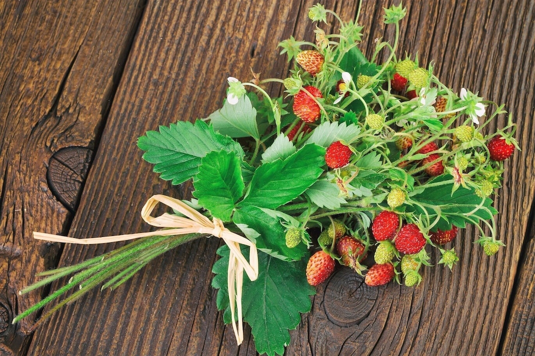 80 California WOODLAND STRAWBERRY Fragaria Vesca Bracteata Pacific ...