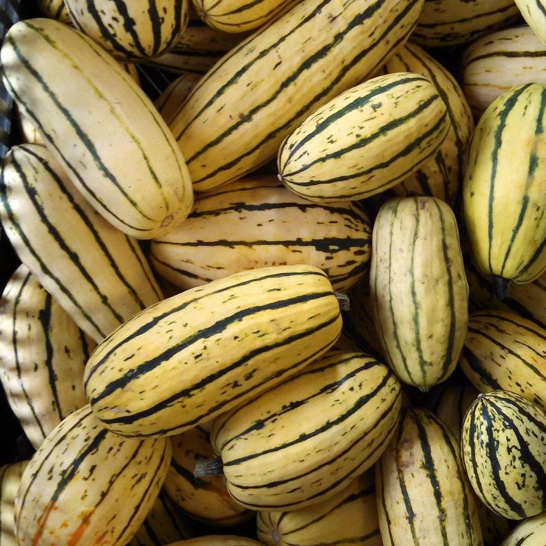 50 DELICATA SQUASH Striped Sweet Potato Cucurbita Pepo Vegetable Seeds ...
