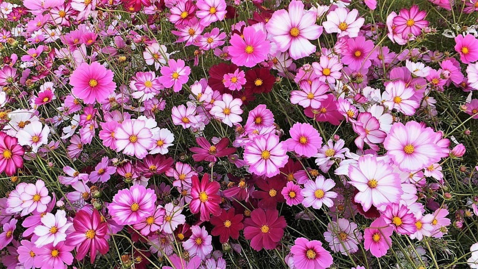 350 COSMOS SENSATION MIX Mixed Colors Cosmos Bipinnatus Flower - Etsy