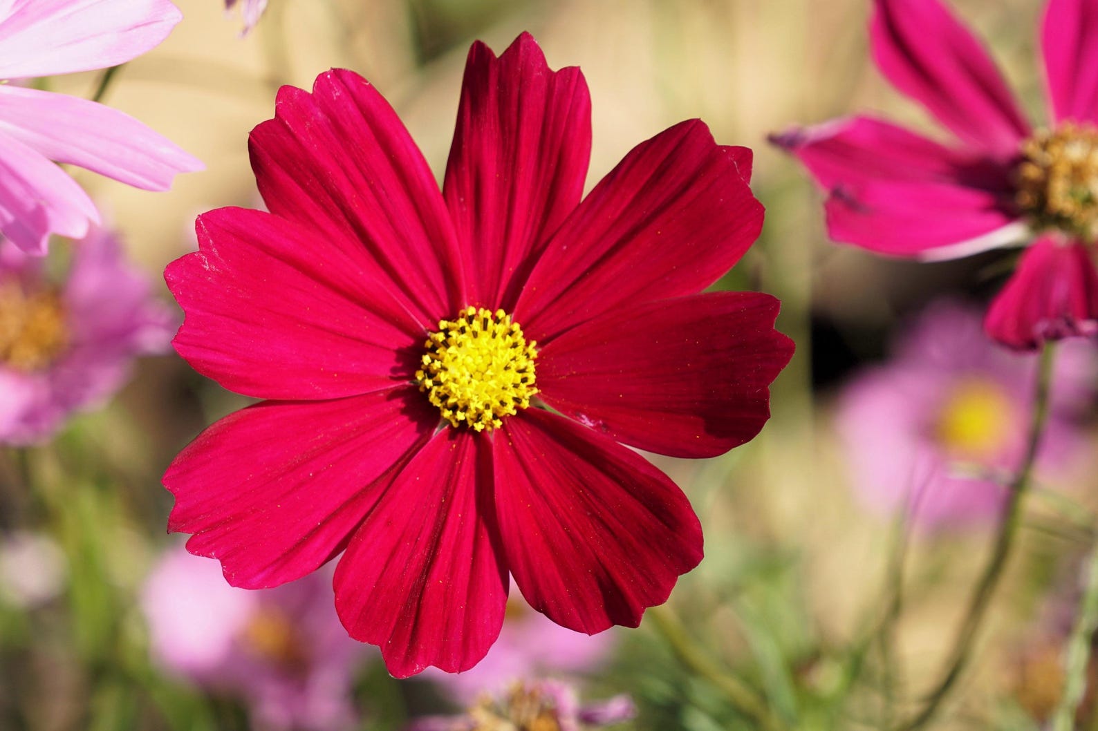 300 RED COSMOS DAZZLER Cosmos Bipinnatus Flower Seeds - Etsy
