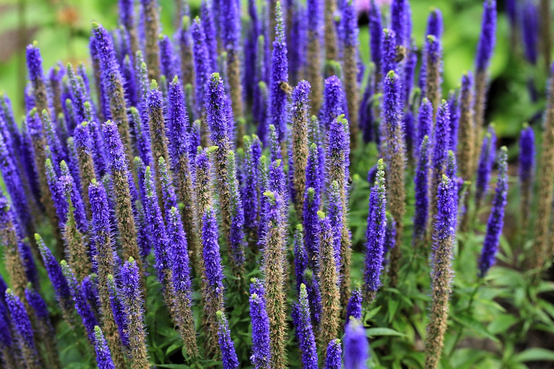 200 BLUE BOUQUET VERONICA Spicata Spike Speedwell Herb Flower Seeds - Etsy