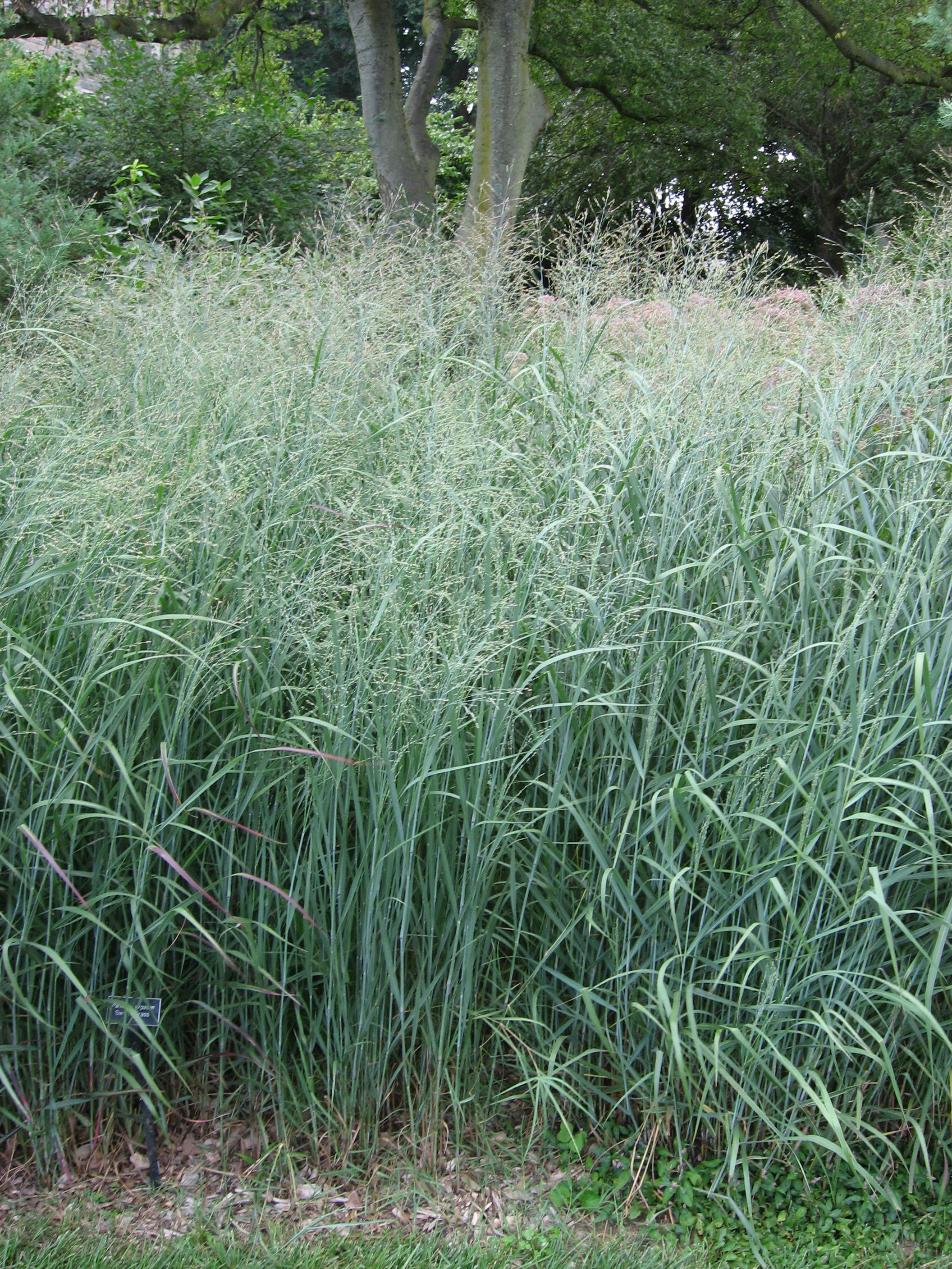 1000 SWITCHGRASS Tall Panic Switch Grass Panicum Virgatum Red | Etsy Canada