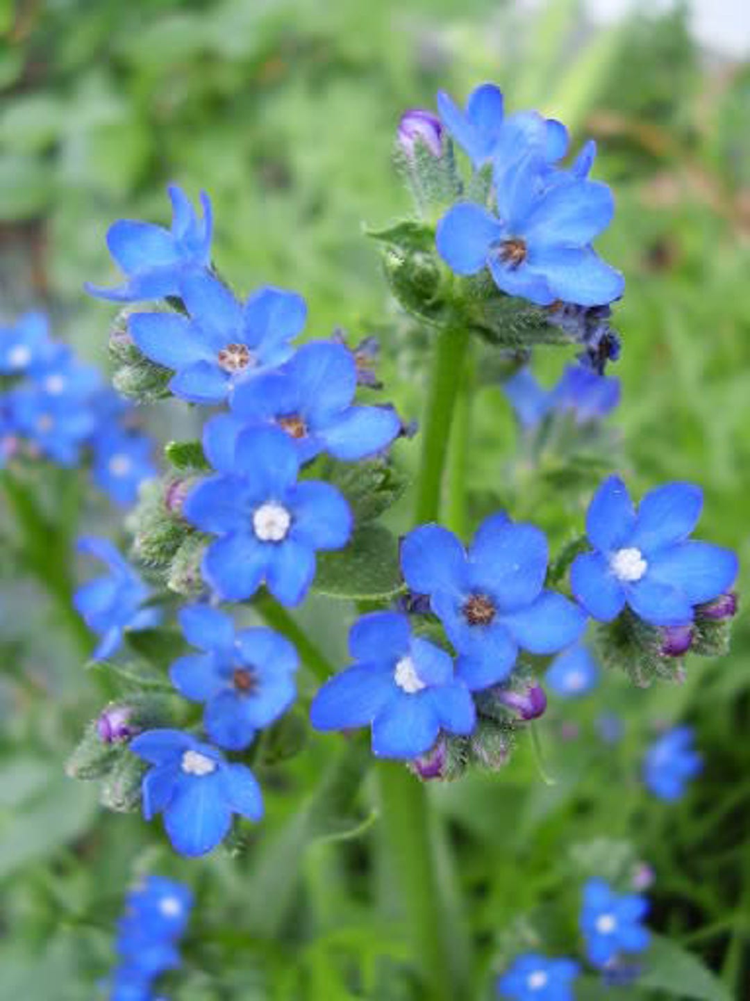 100 BLUE ANGEL ANCHUSA summer Forget Me Not Anchusa Carpensis Flower ...