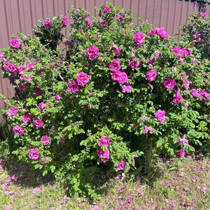 50 Pink BEACH ROSE Aka Seaside or Sand Rose, Beach Tomato Rosa Rugosa ...