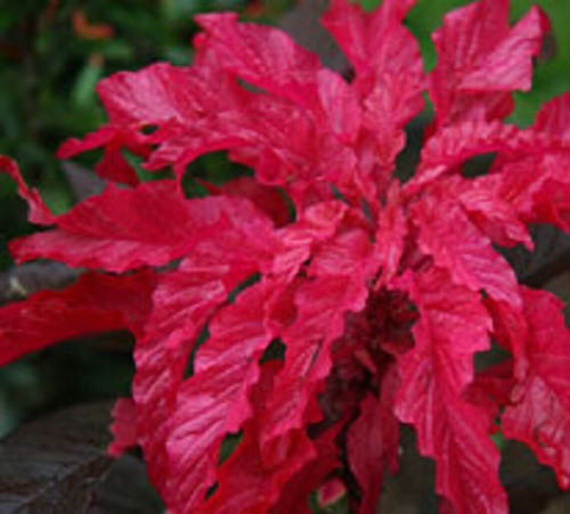 100 Tricolor EARLY SPLENDOR AMARANTHUS Hypochondricus Flower - Etsy