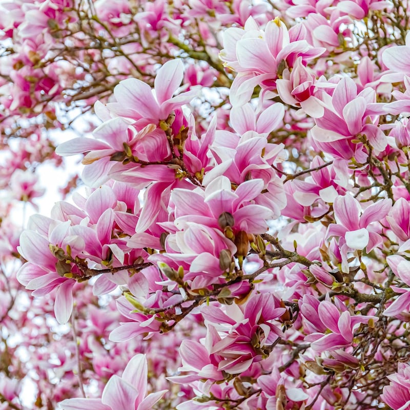 Magnolia Trees Seeds - Etsy