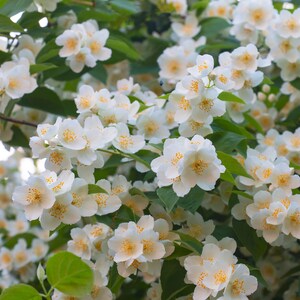 40 WESTERN MOCK ORANGE Philadelphus Lewisii Native White Yellow Flower ...