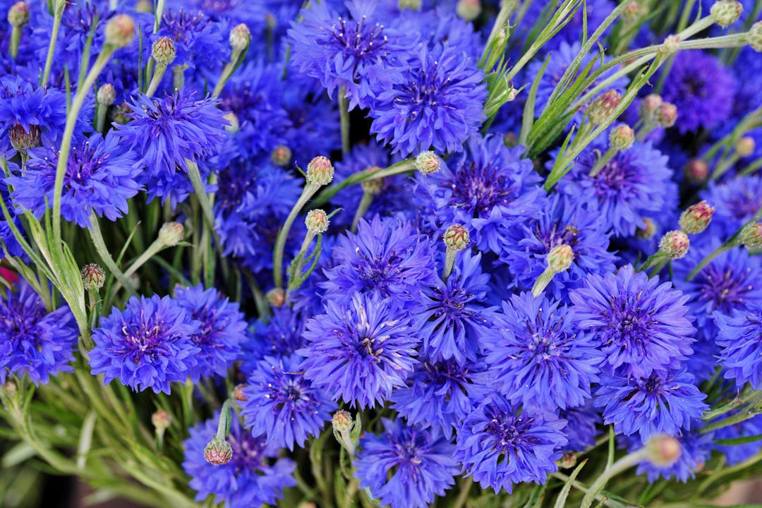 1000 Tall Blue BACHELOR'S BUTTON / CORNFLOWER Centaurea Cyanus Flower ...