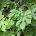 30 COMMON Edible FIG TREE Ficus Carica Purple Brown Skin Pink Flesh ...