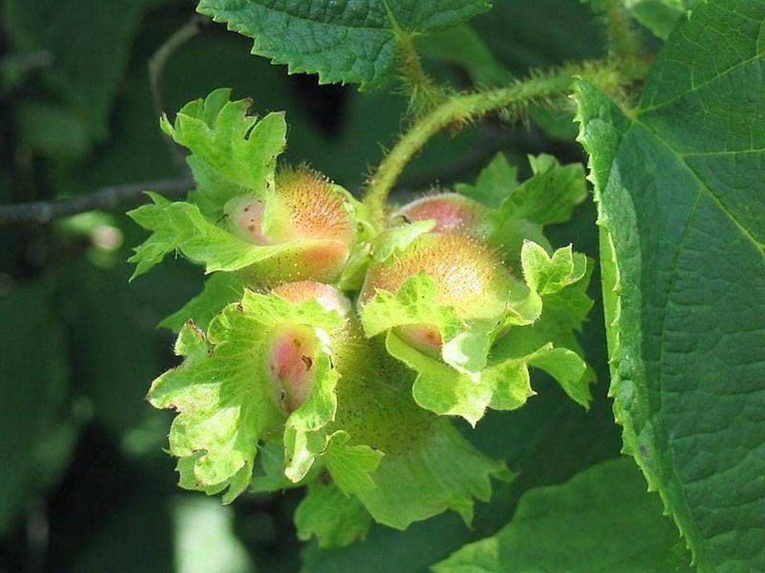 5 AMERICAN HAZELNUT TREE Aka Filbert Corylus Americana Fruit Nut Seeds ...