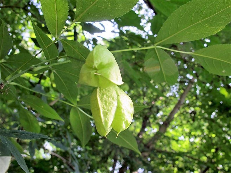 5 AMERICAN BLADDERNUT Tree Staphylea Trifolia Shrub Green Pod | Etsy