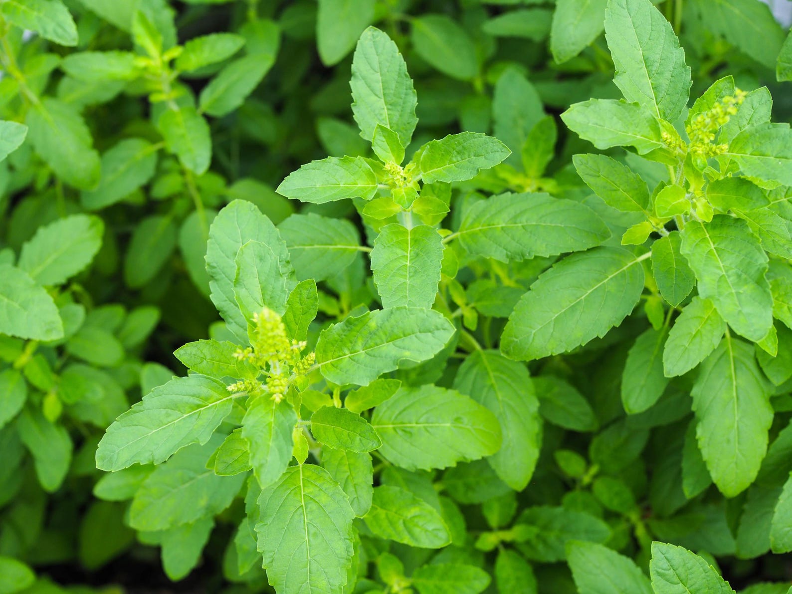 250 Green Tulsi HOLY BASIL Ocimum Sanctum Tenuiflorum Herb Flower Seeds ...