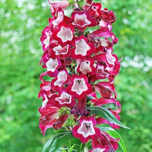 100 SENSATION MIX PENSTEMON Hartwegii Beardtongue Mixed Colors Two Tone ...