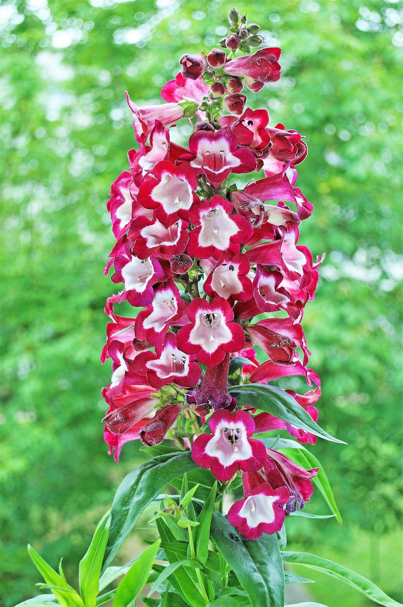 100 SENSATION MIX PENSTEMON Hartwegii Beardtongue Mixed Colors Two Tone ...