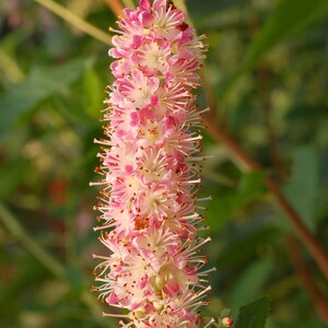 20 Pink SUMMERSWEET BUSH Clethra Alnifolia Rosea Fragrant Flower Shrub ...