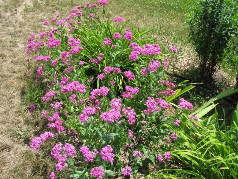 1000 TALL CATCHFLY campion / None so Pretty Silene Armeria | Etsy