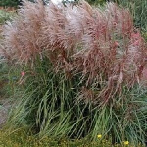 10 RED MAIDEN GRASS Miscanthus Sinensis Plumes Ornamental Flower Seeds ...