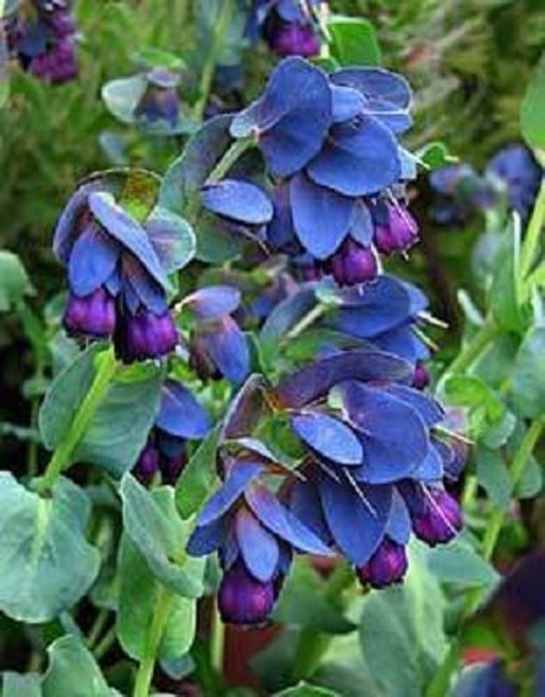 10 BLUE SHRIMP PLANT / Honeywort Cerinthe Major Flower Seeds - Etsy