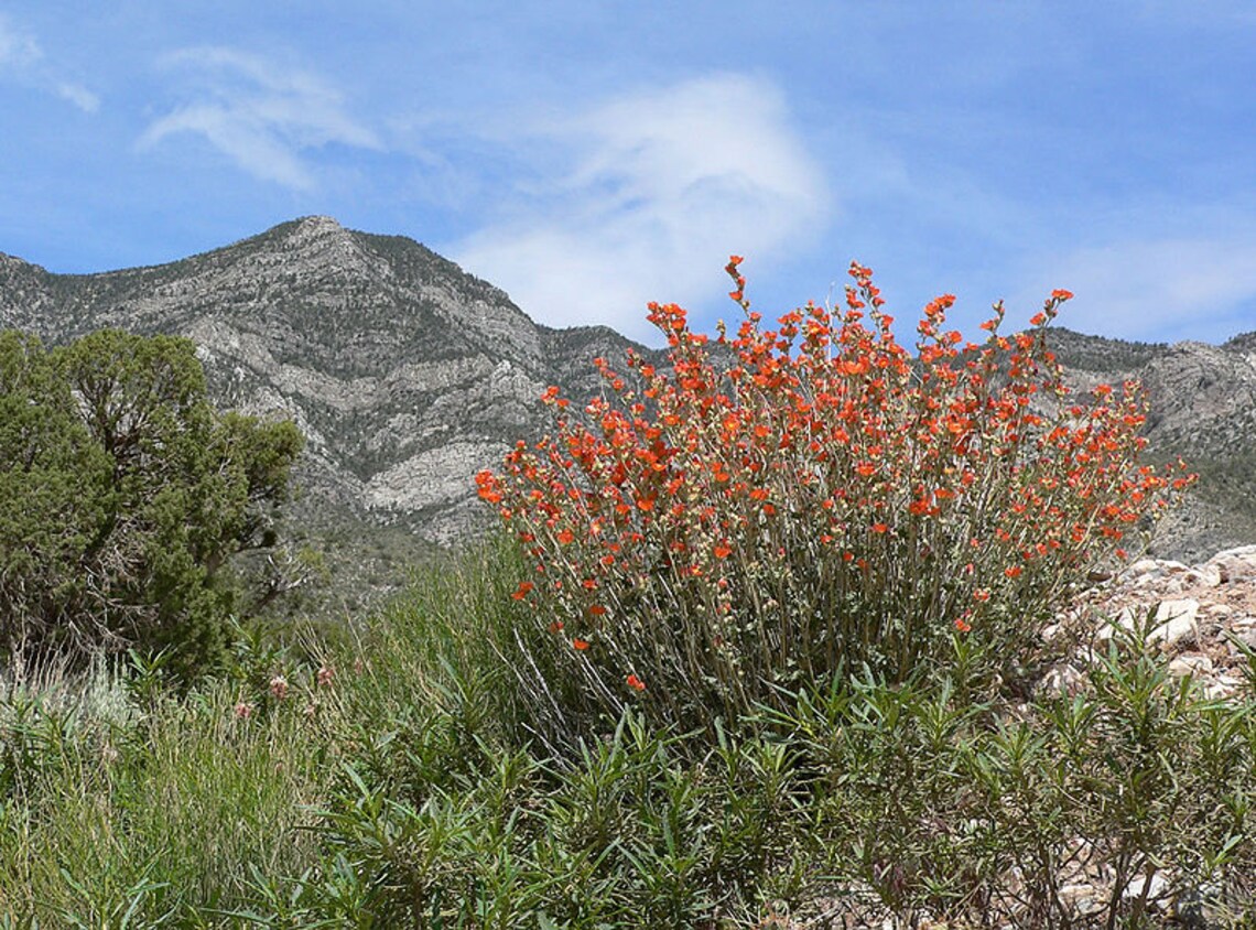 20 Apricot DESERT GLOBEMALLOW Mallow Sphaeralcea Ambigua - Etsy