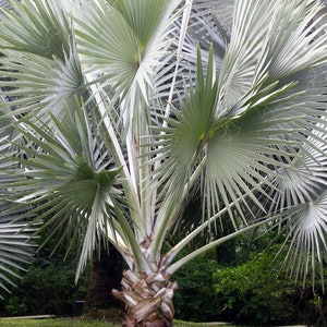 5 SILVER SAW PALMETTO Serenoa Repens American Dwarf Palm Tree Shrub ...
