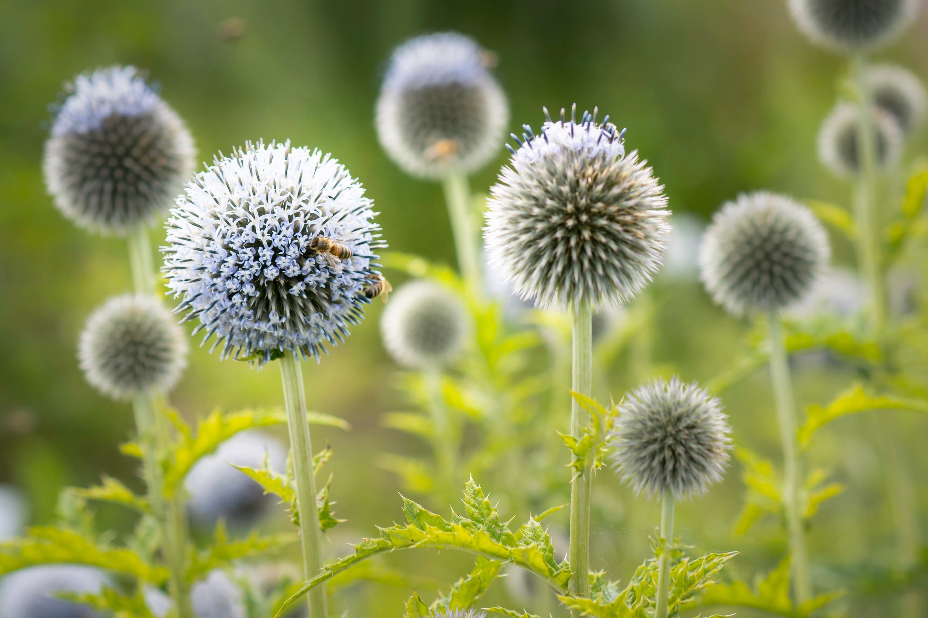 20 Silver GIANT GLOBE THISTLE Echinops Sphaerocephalus Great - Etsy