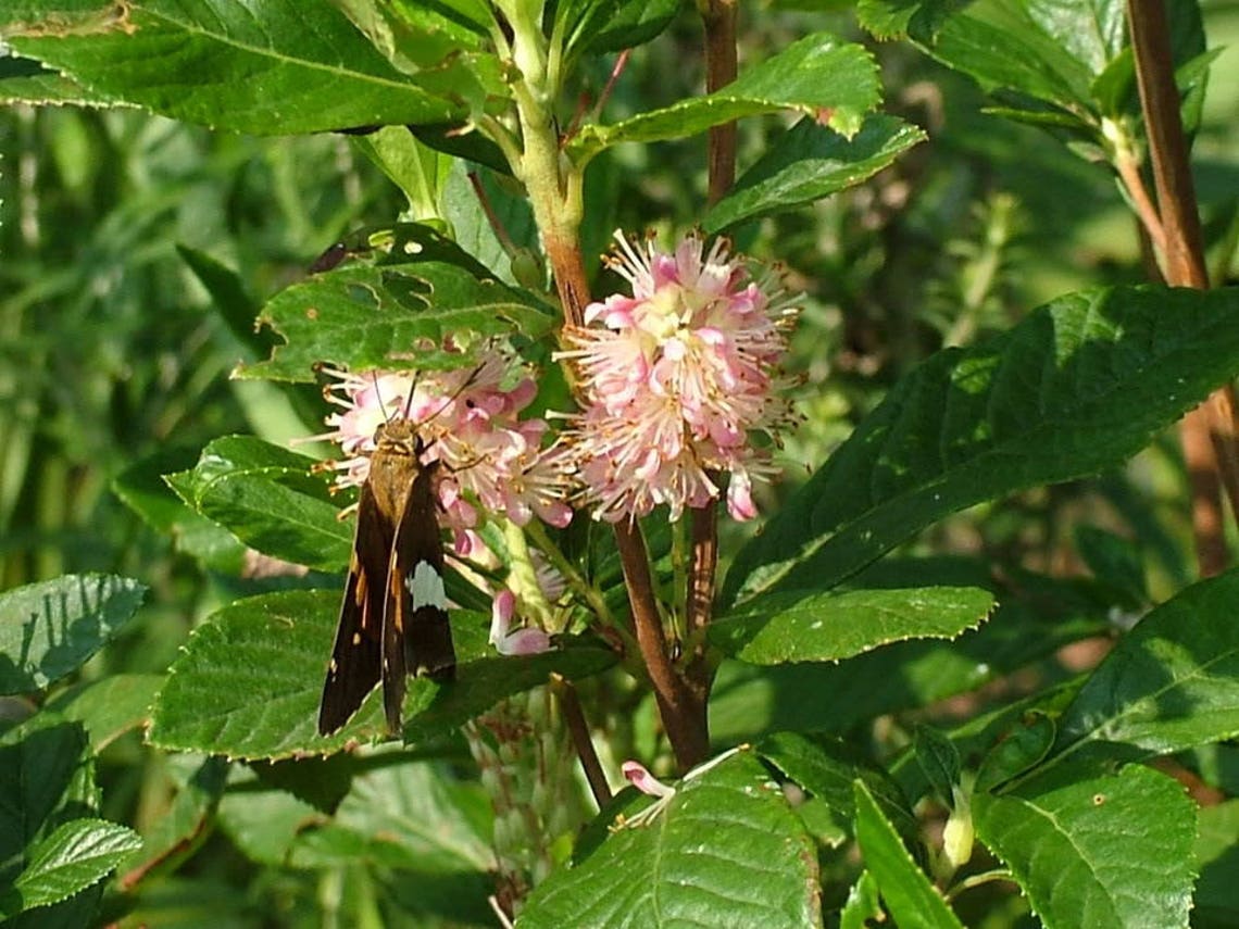 20 Pink SUMMERSWEET BUSH Clethra Alnifolia Rosea Fragrant | Etsy